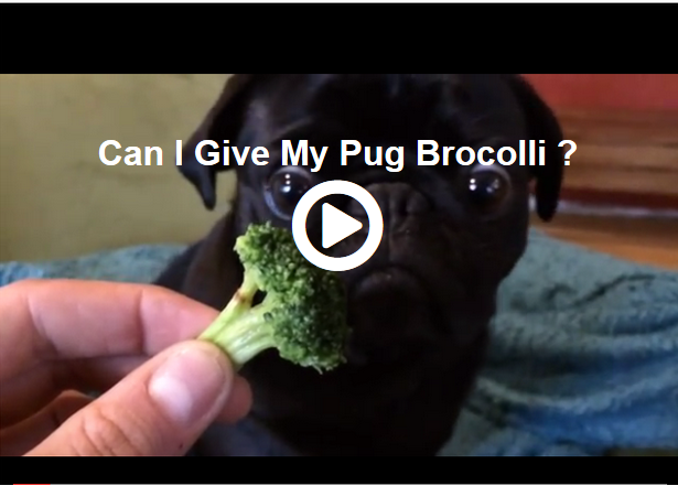 Can I give My Pug Brocolli? – The Pug Channel