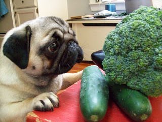 Can I give My Pug Brocolli? – The Pug Channel