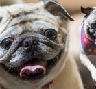 Pug Memes – The Pug Channel